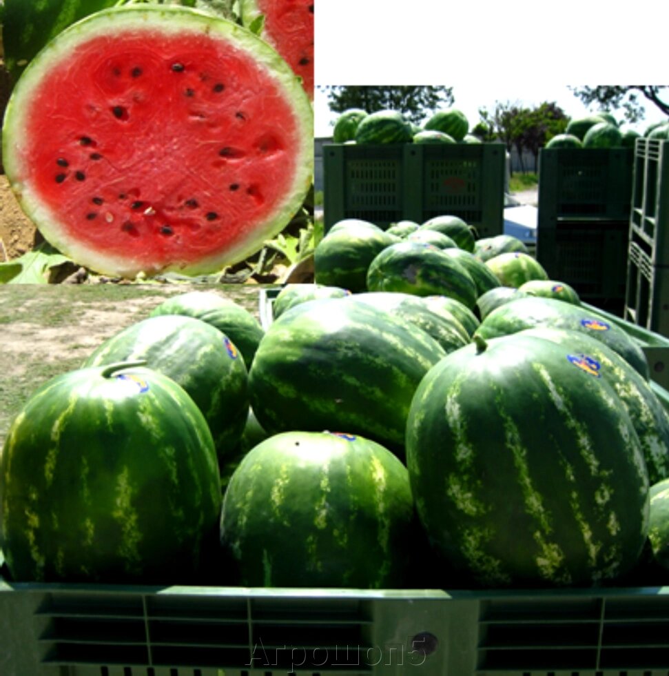 63.6 руб. Арбуз Топ Мара | TopMara F1. 5 семян. Unigen Seeds. Урожайный ...