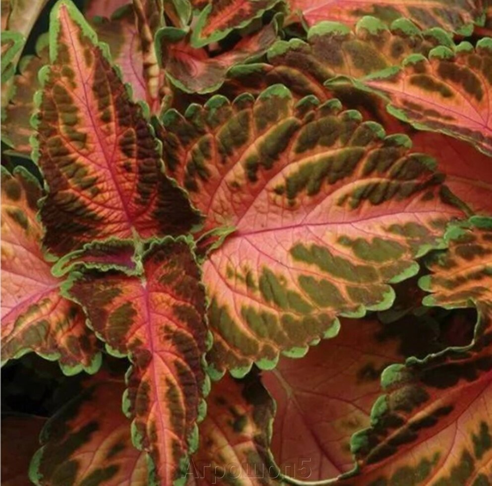 180.2 руб. Колеус Блюме Визард Корал Санрайз. 70 семян. Elite Seed ...